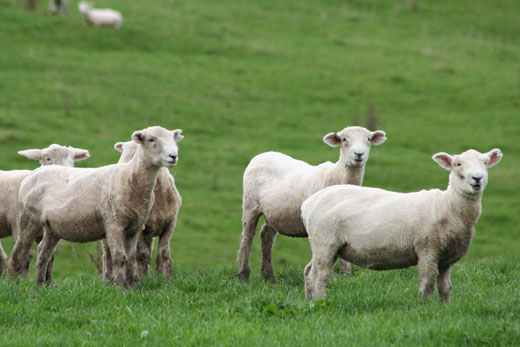 Sunlive Sheep Stealing On Watch The Bay S News First